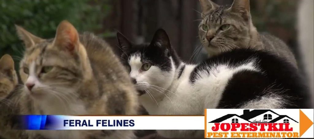 JOPESTKIL KENYA Expert FERAL CATS CONTROL SERVICES