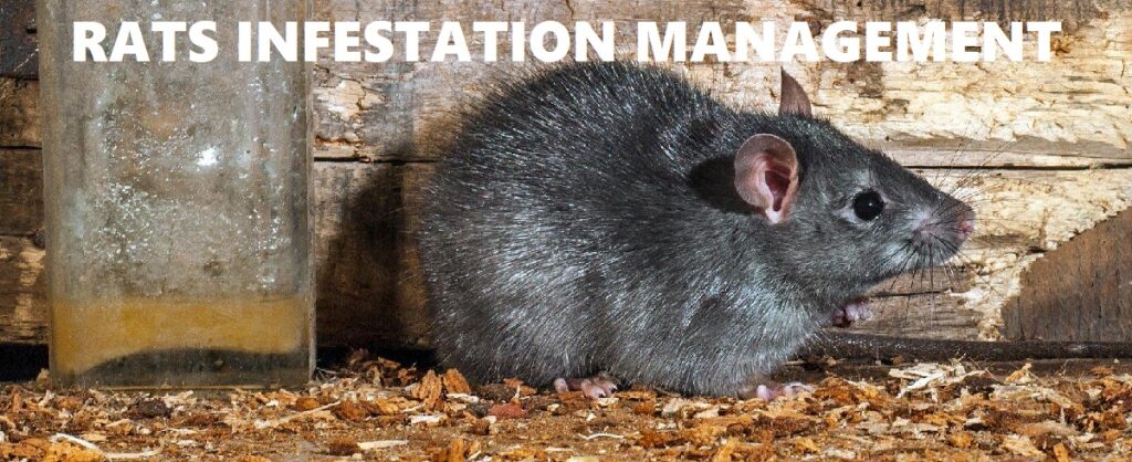 Jopestkil Kenya Effective Rats Infestation Management Services