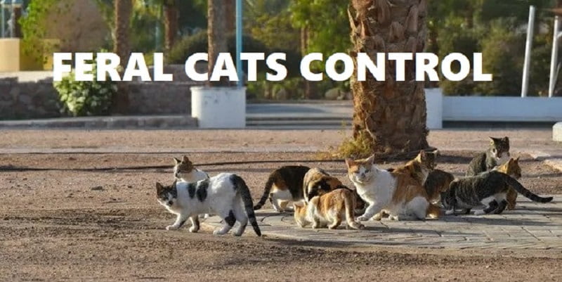 JOPESTKIL KENYA Expert FERAL CATS CONTROL SERVICES