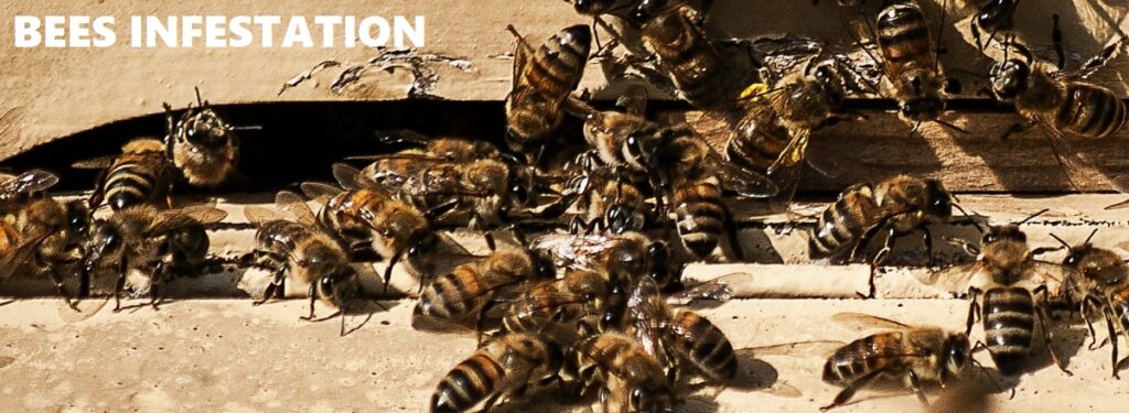 JOPESTKIL KENYA SPECIALIST BEES CONTROL SERVICES