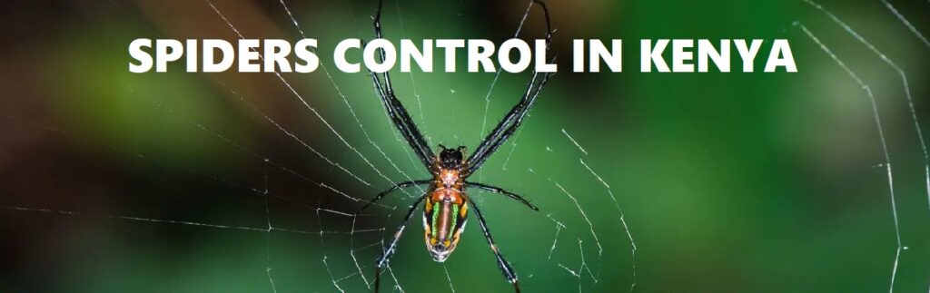 Jopestkil Kenya Top Best Specialist Spiders Control Services