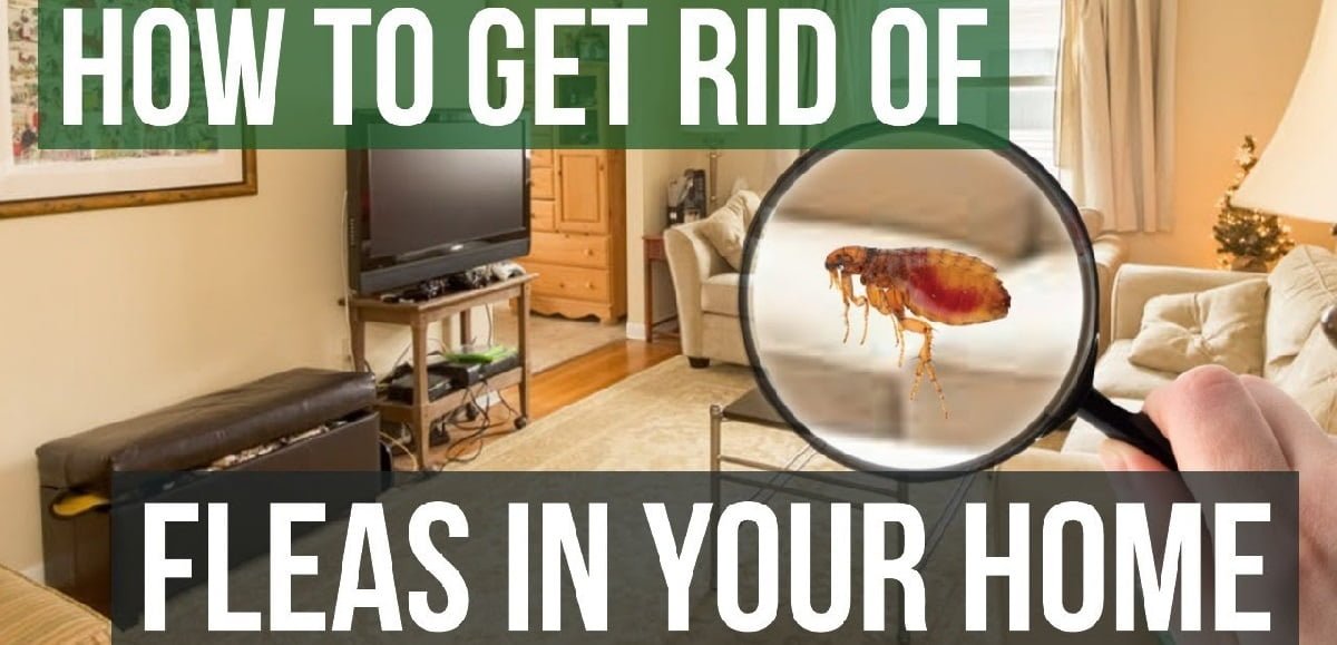 Jopestkil Kenya About Fleas Control, Extermination, Prevention