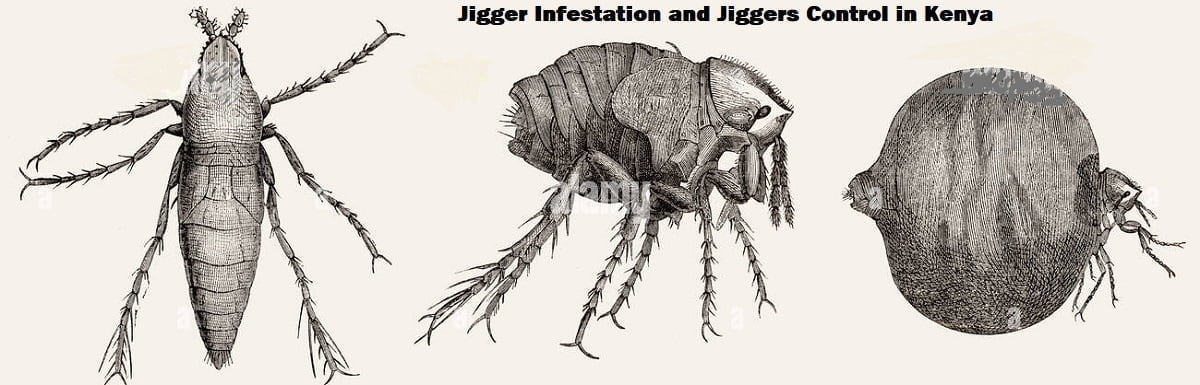 JOPESTKIL KENYA JIGGER INFESTATION CONTROL Services