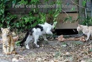 JOPESTKIL KENYA Expert FERAL CATS CONTROL SERVICES