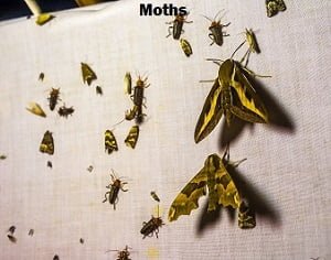 Jopestkil Nairobi Top Best Expert Moths Control Services