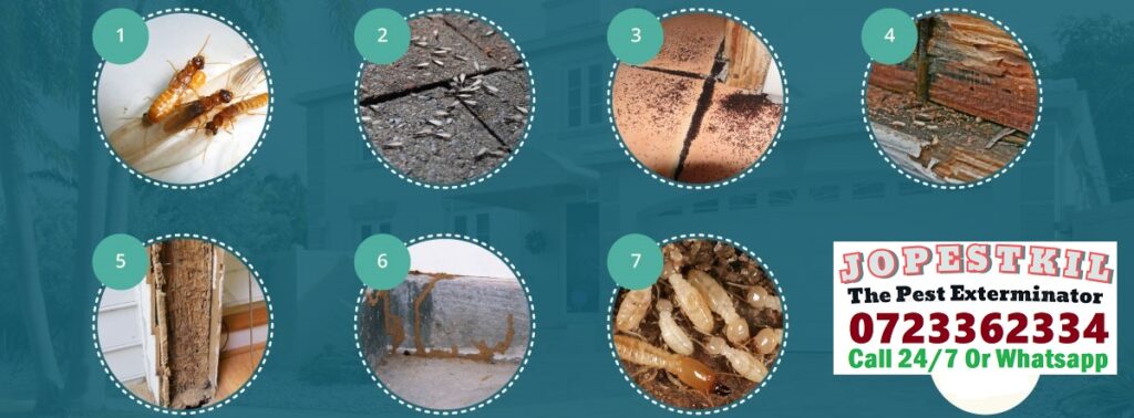 JOPESTKIL KENYA WHAT ARE The Signs Of Pest Infestation?