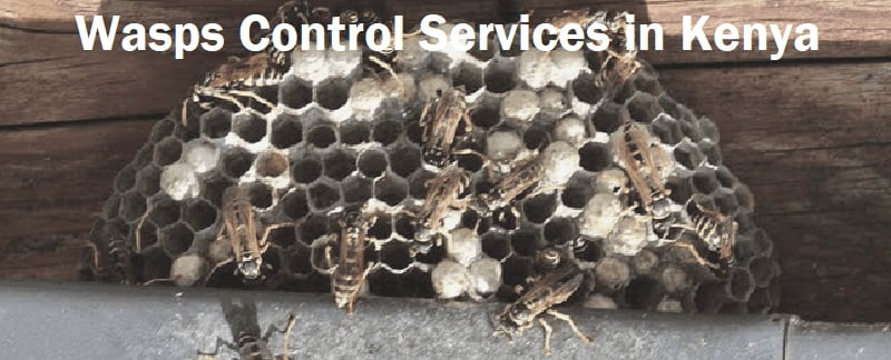 JOPESTKIL KENYA EXPERT WASPS CONTROL SERVICES