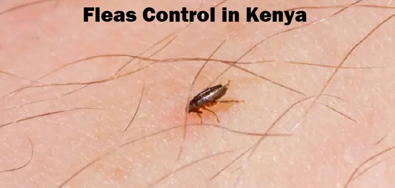 Jopestkil Kenya Expert Fleas Control Services & Management