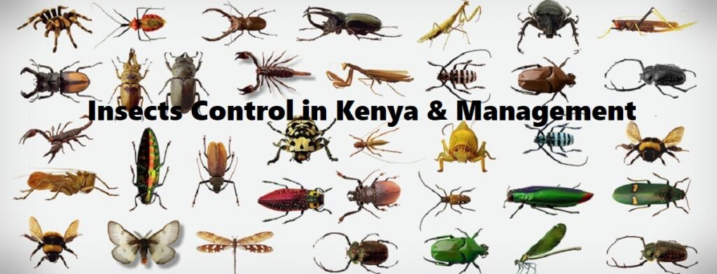 Jopestkil Kenya Insects Control & Insect Management Services
