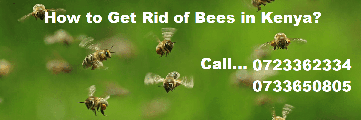 Jopestkil Kenya Top Best Ways & Methods To Get Rid Of Bees?