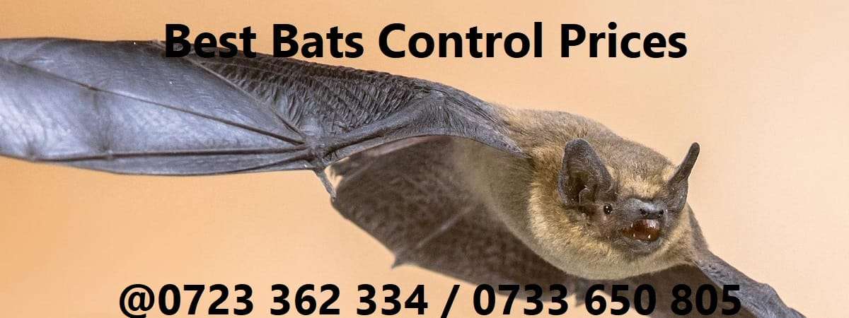 Jopestkil Kenya Specialist Best Prices of Bats Control Services